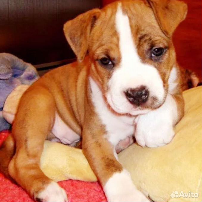 Мальчишка шоу класса