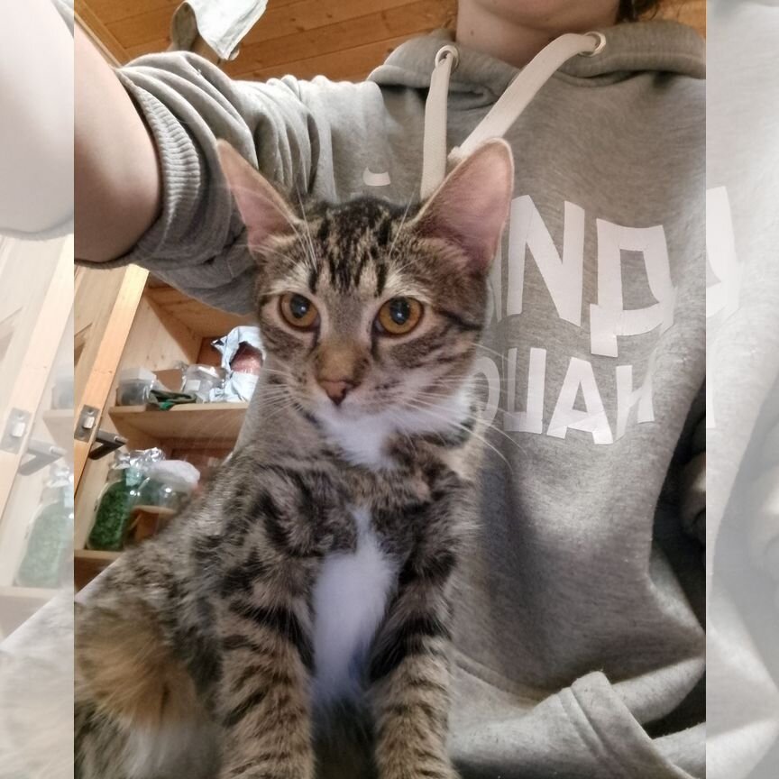 Котёнок в добрые руки