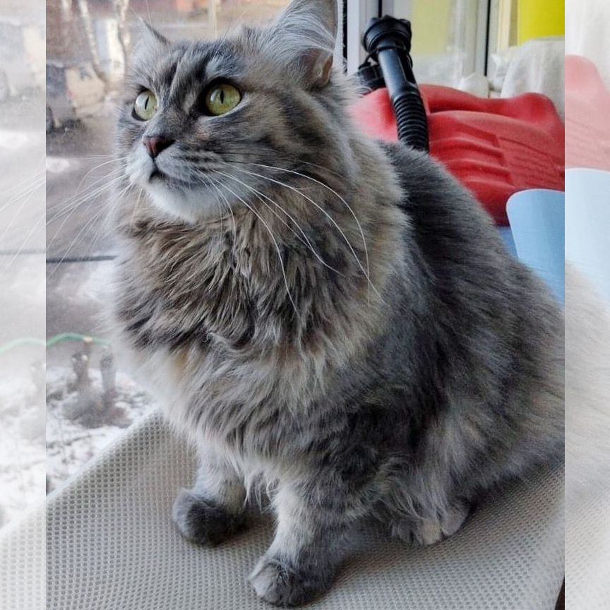 Взрослая, Девочка кошка в добрые руки