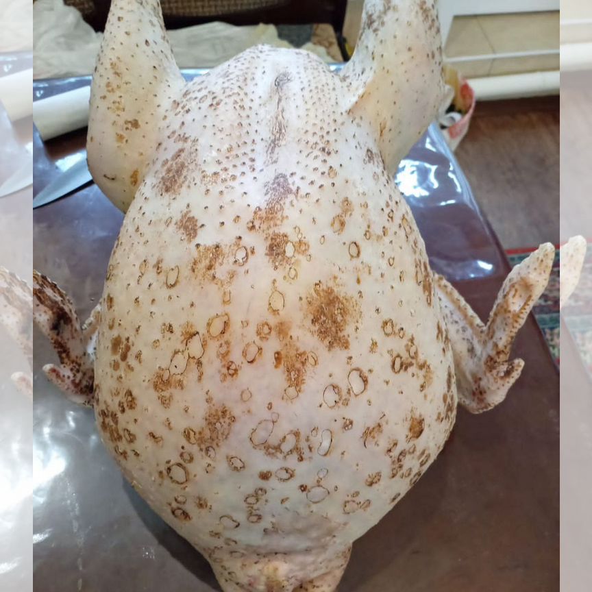 Домашняя индейка-тушка