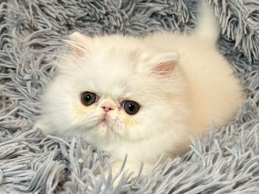 Персидские котята