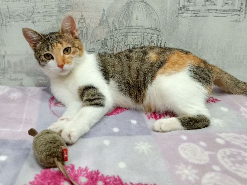 Кошка котенок девочка