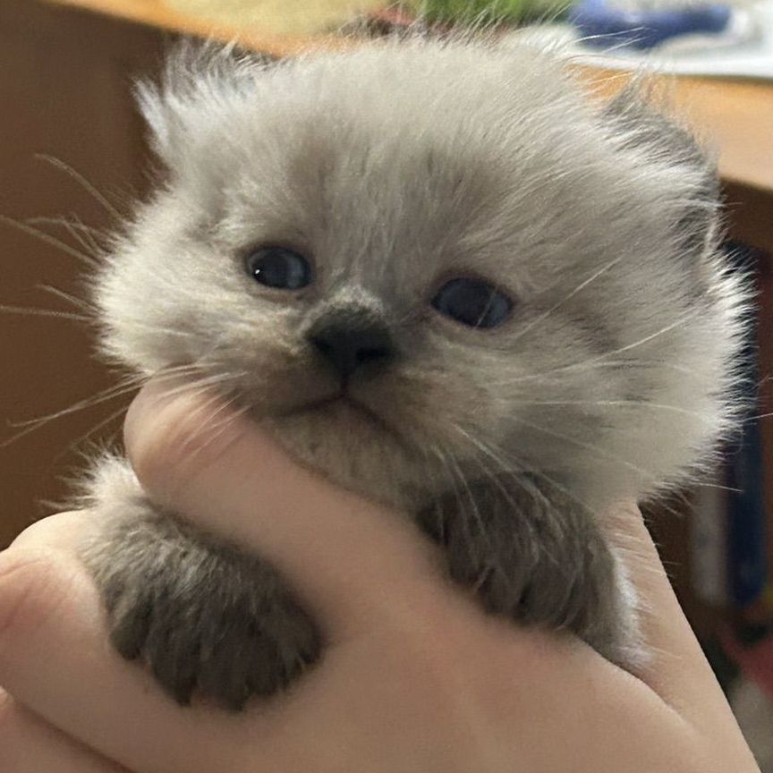 Котята в добрые руки 1 месяц