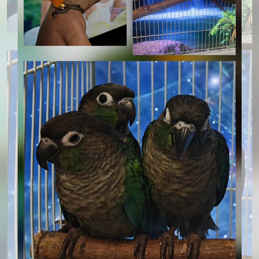 Попугаи пиррура,каик и другие