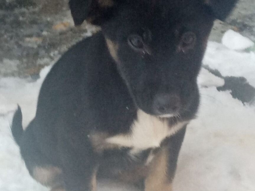 Собака в добрые руки отдам бесплатно