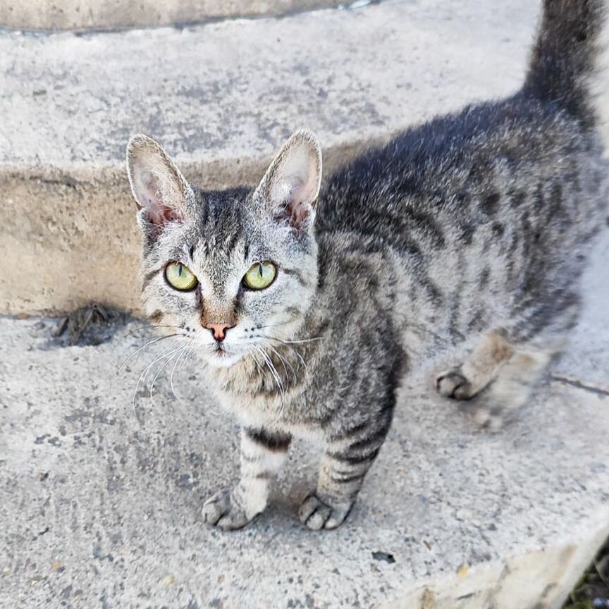 Котёнок в добрые руки