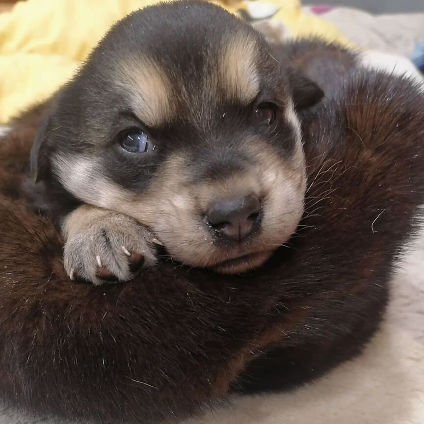 Щеночек в добрые руки мальчик