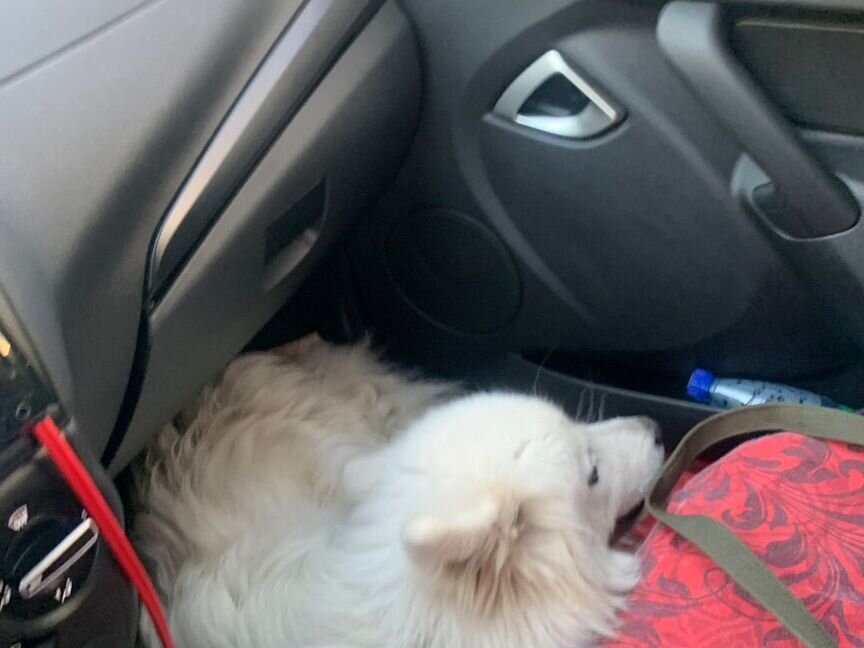 Отдадим самоеда в добрые руки