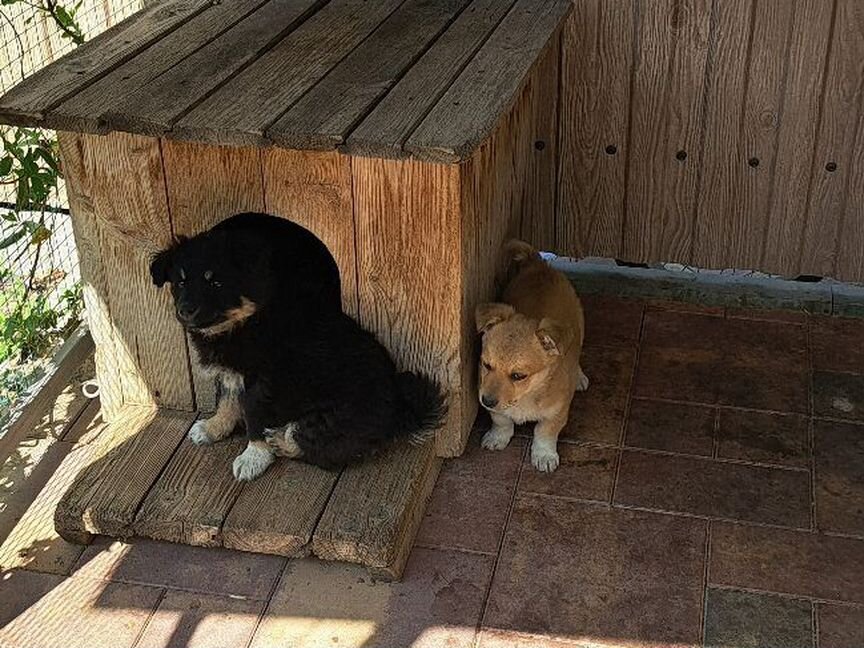 Щенки дворяне. Мама и папа маленькие