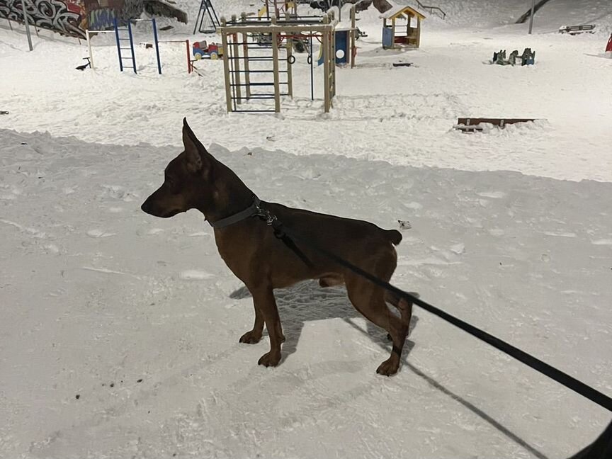 Цвергпинчер ищет невесту