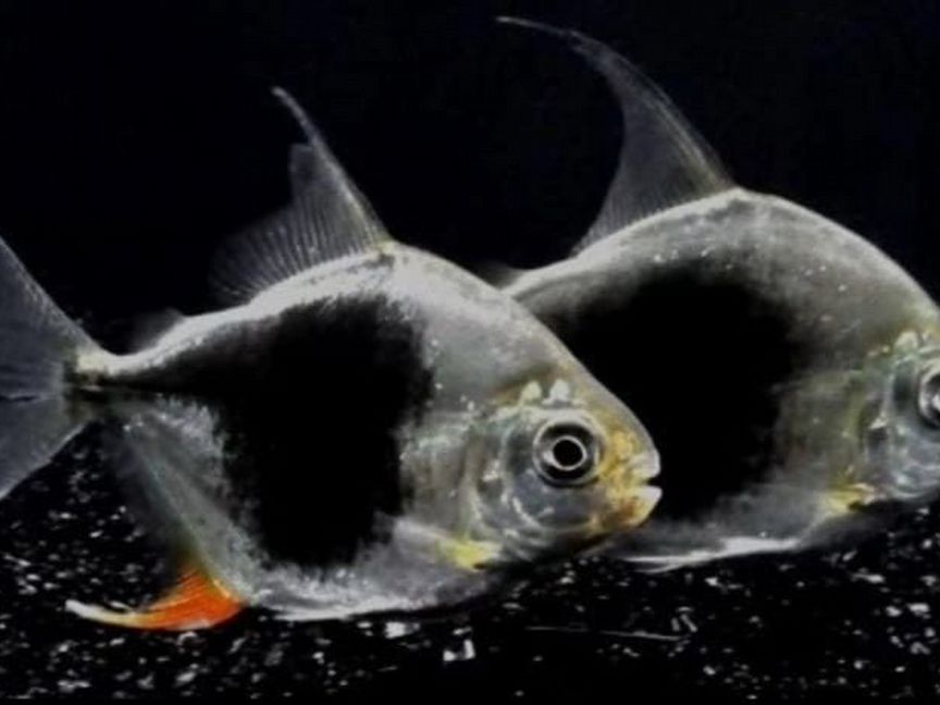 Милеус ламакс 3(ежевика )