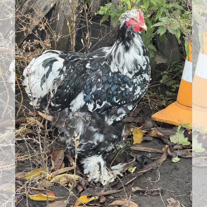 Продам Петухов Кохинхин