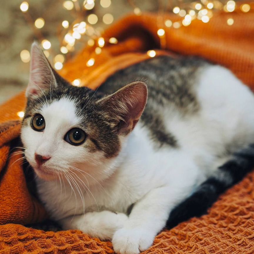Котенок мальчик хочет стать домашним