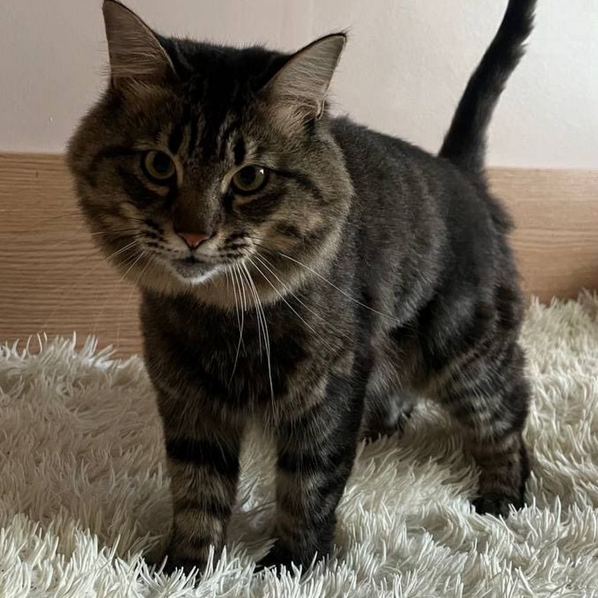 Сибирский кот