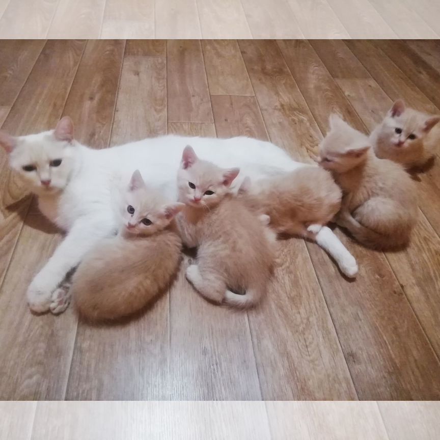 Шотландский вислоухий длинношёрстный котёнок