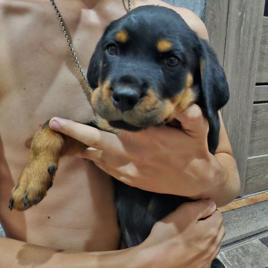 Щенки ротвейлера продажа Ставропольский край