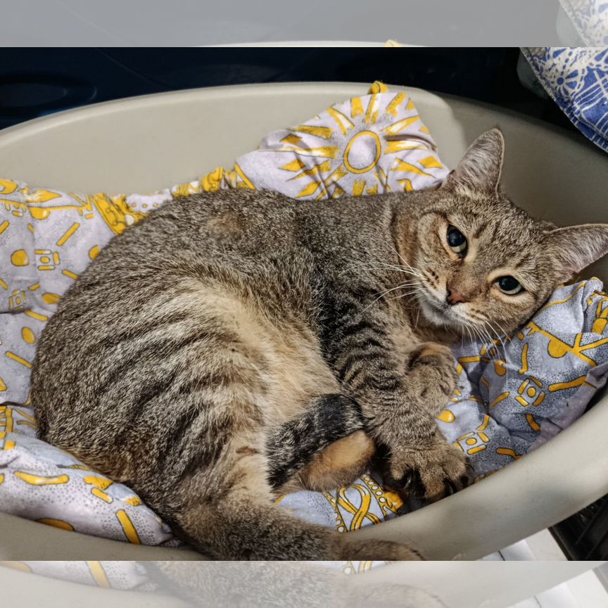 Взрослая кошка в добрые руки