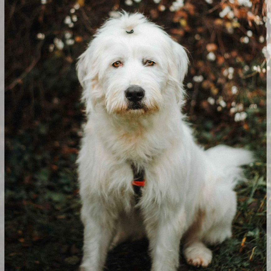 Южнорусская овчарка, взрослая собака