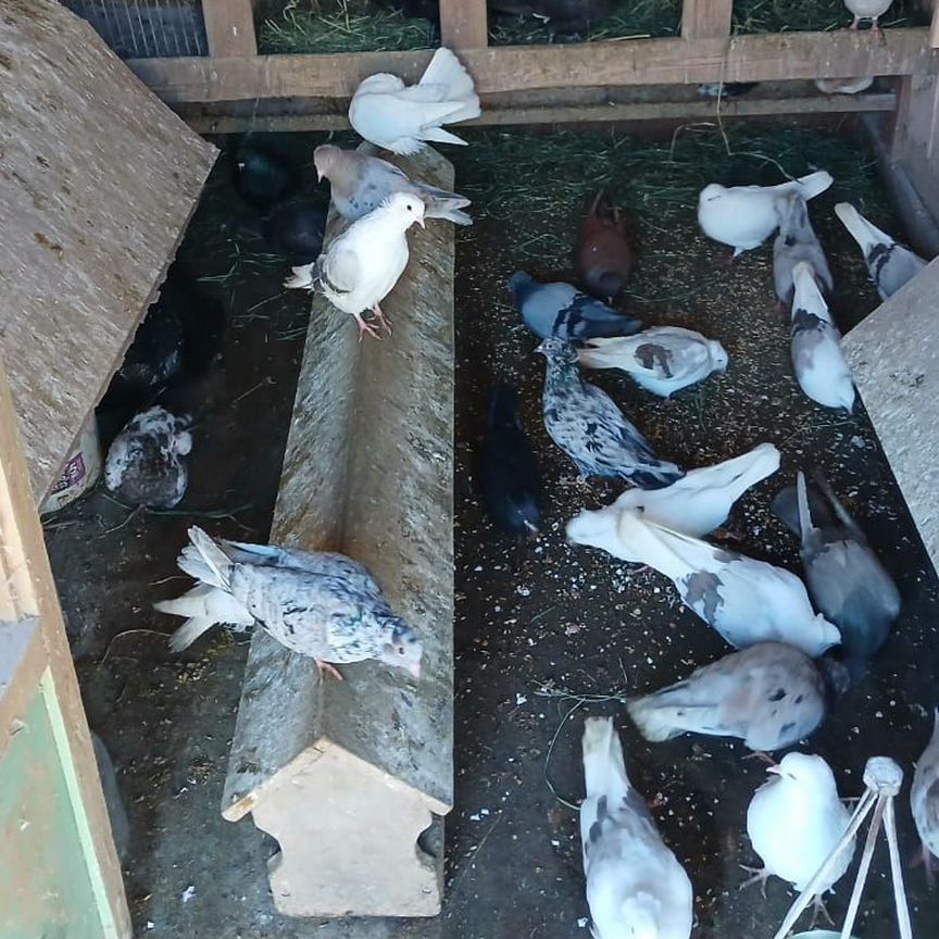 Продажа голубей