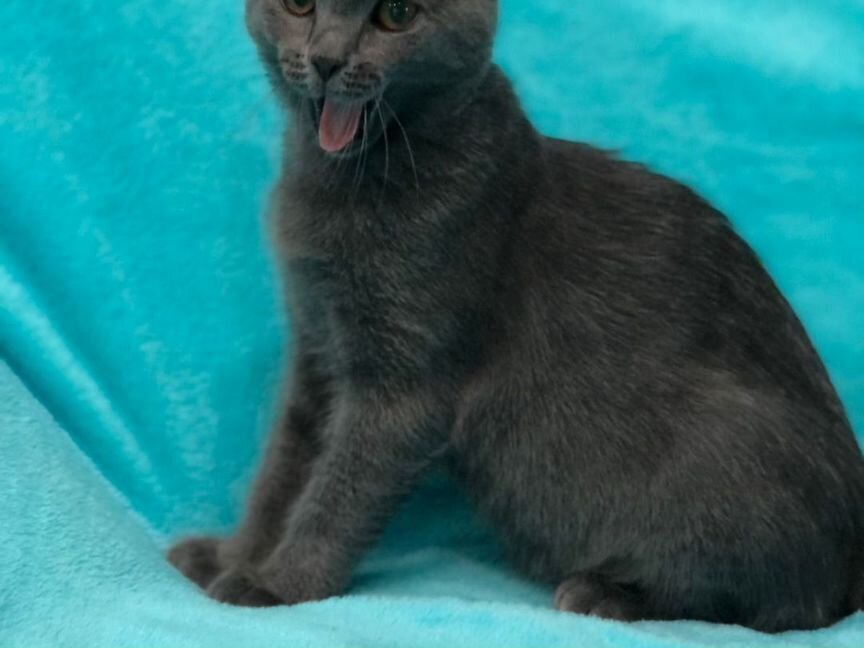 Котята в добрые руки бесплатно