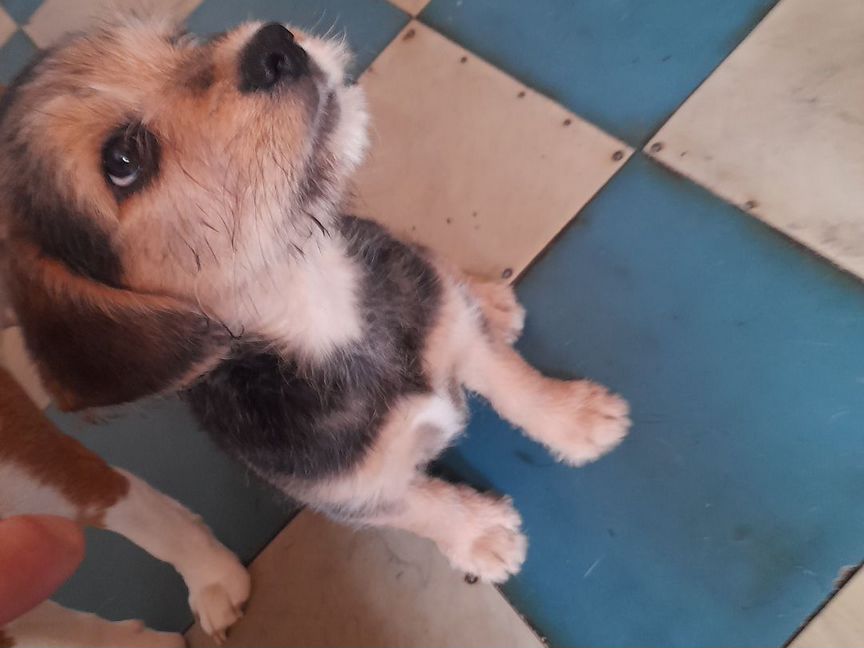 Продам щенка