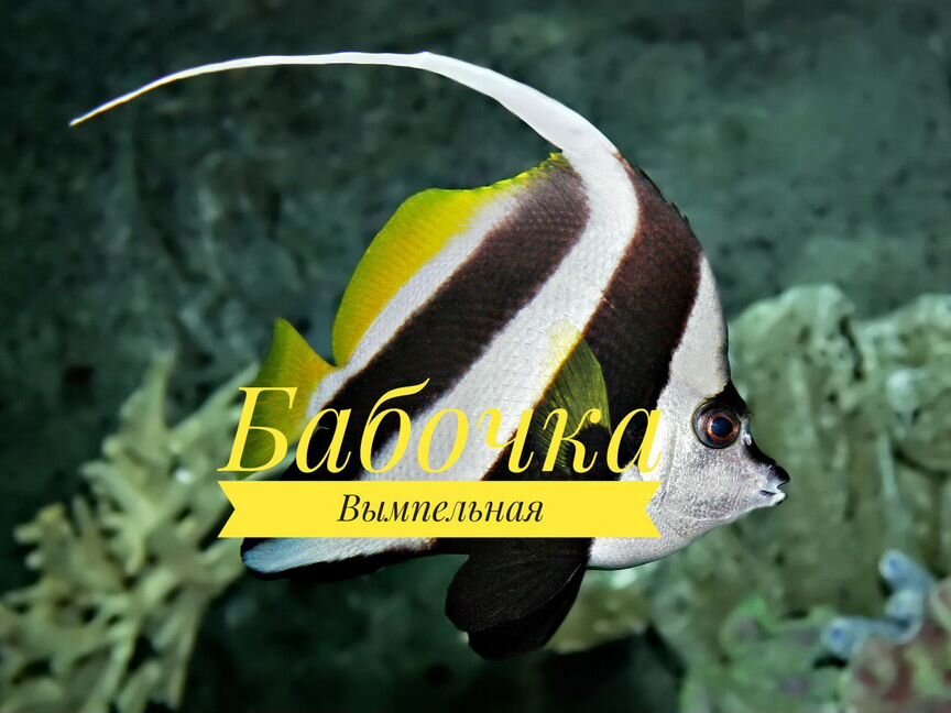 Бабочка Вымпельная,S(морская рыбка в наличии)