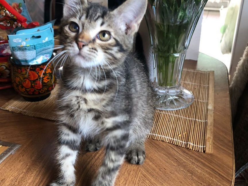 Шикарный полосатый котенок тигренок в дар