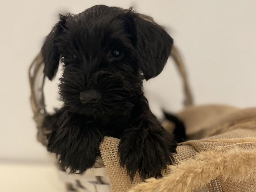 Цвергшнауцер