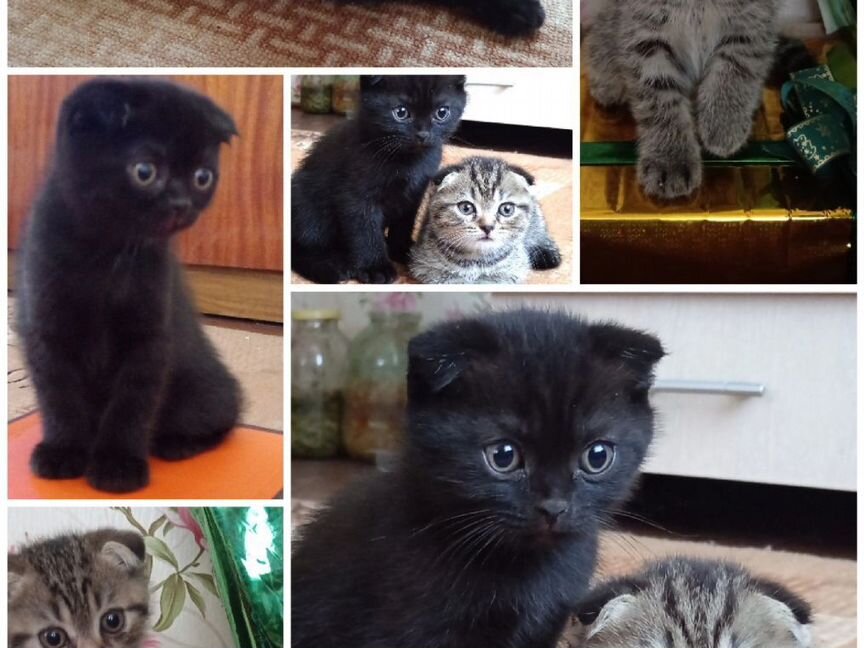 Шотландские котята