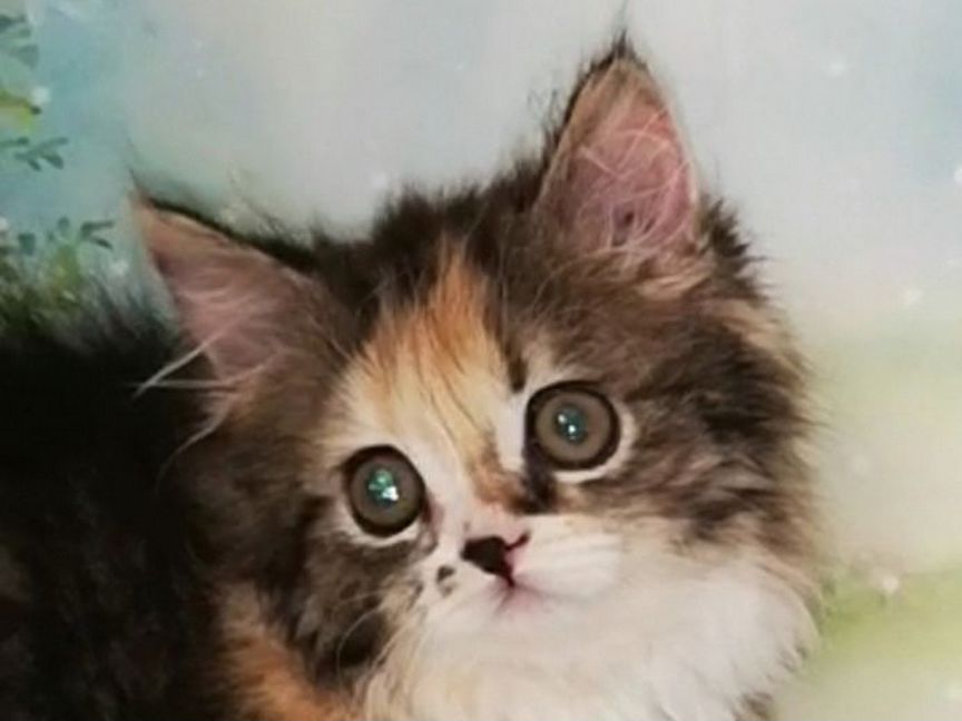 Манчкин, девочка на коротких лапках