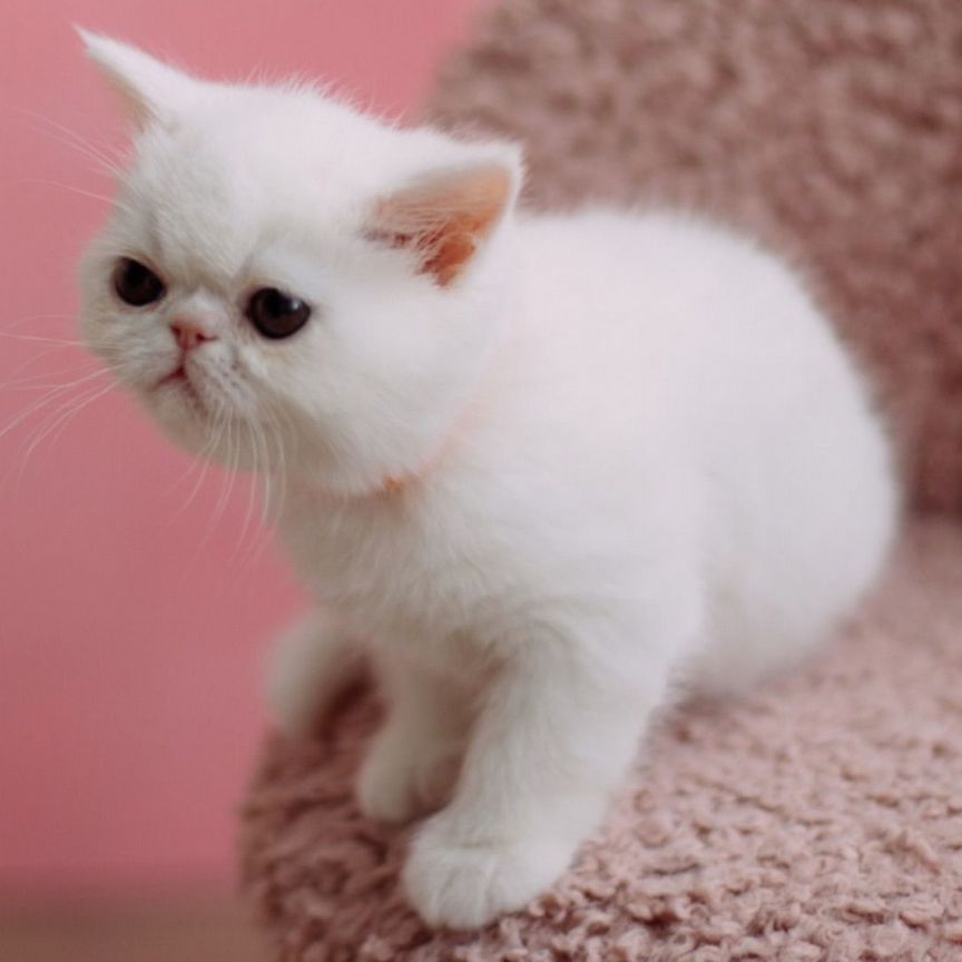 Кошечка Экзот Бюджетно