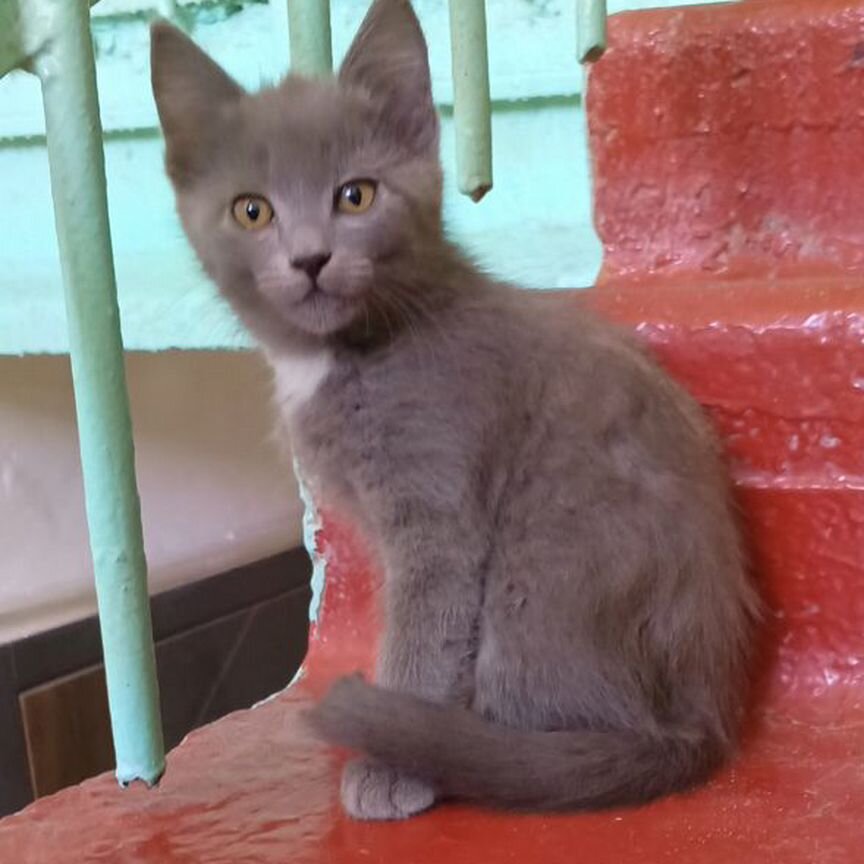 Котенок ищет дом