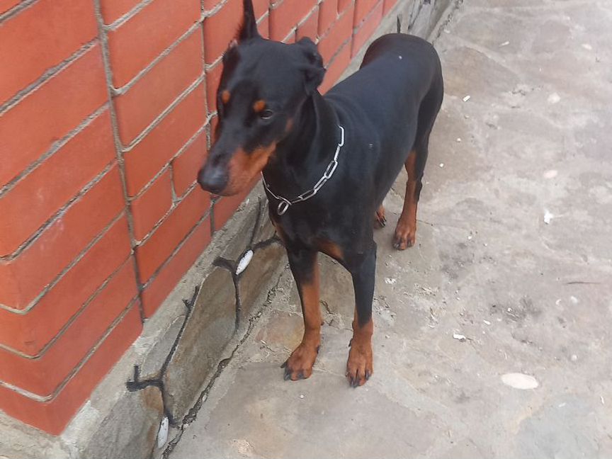 Собака в добрые руки отдам бесплатно доберман