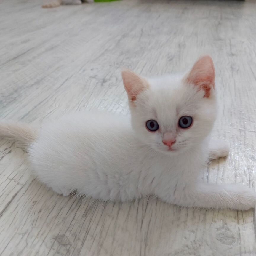 Британские котята эксклюзив
