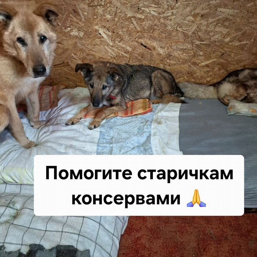 Взрослый пёс в добрые руки