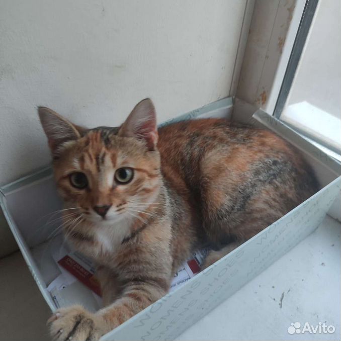 Котёнок подросток в хорошие руки