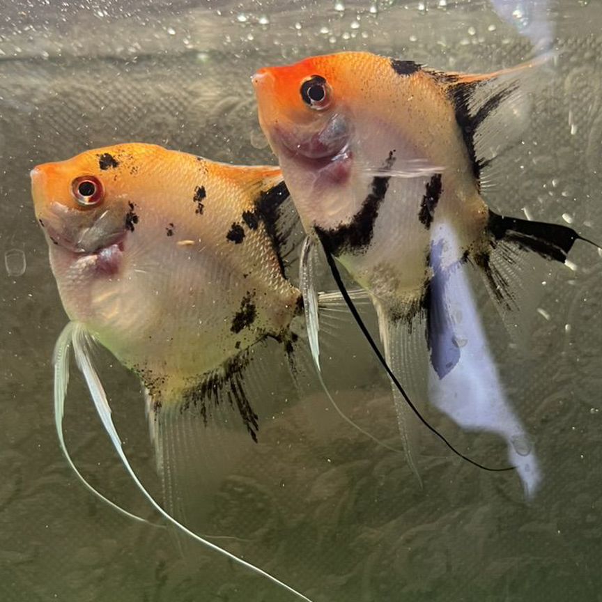 Скалярии, рыбки аквариумные