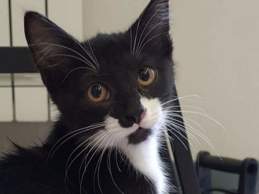 Котик 4 мес. ищет дом