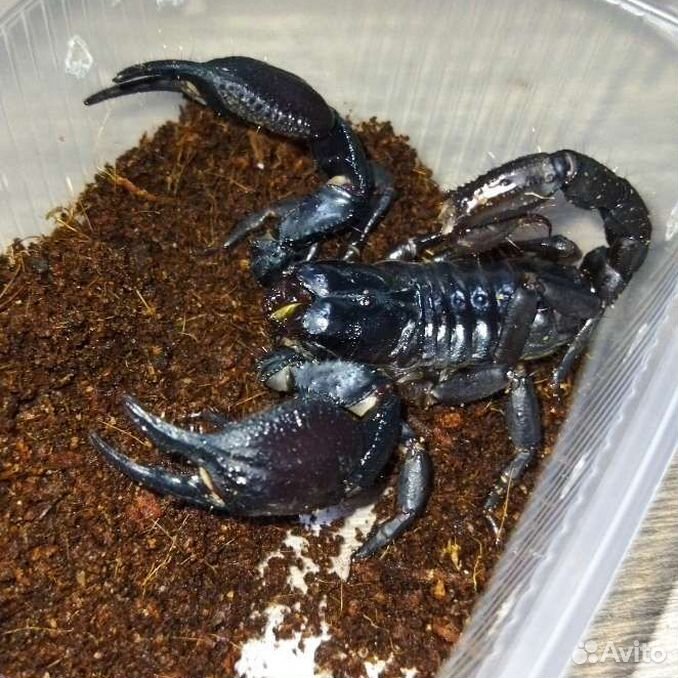 Скорпион Heterometrus sp