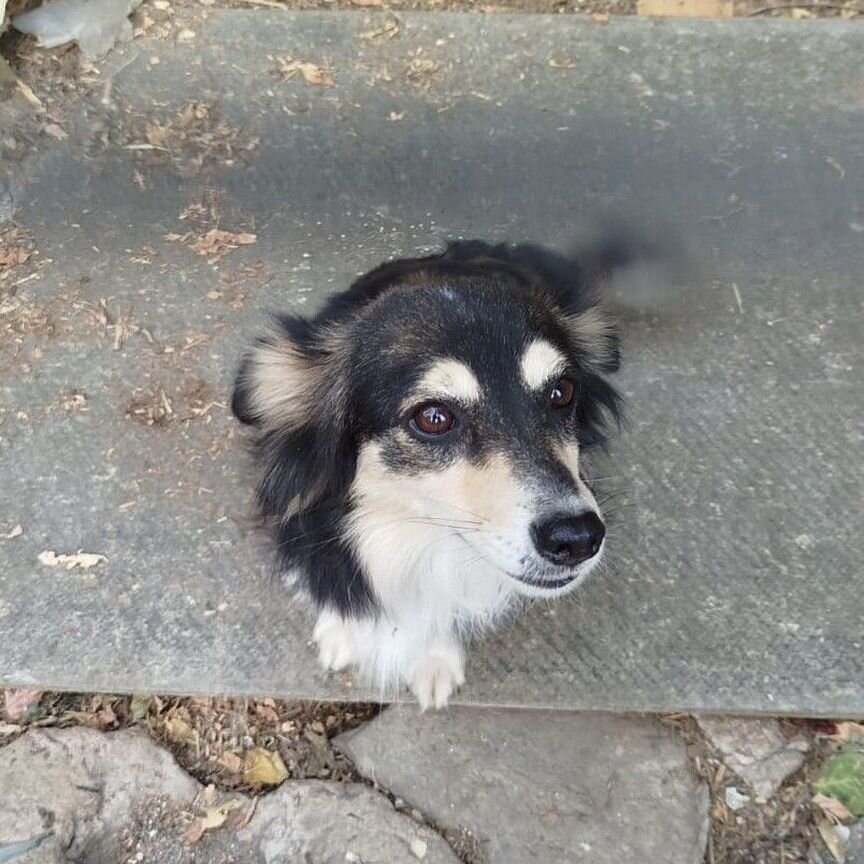 Маленькая собачка ищет дом вес 5 кг, 2 года