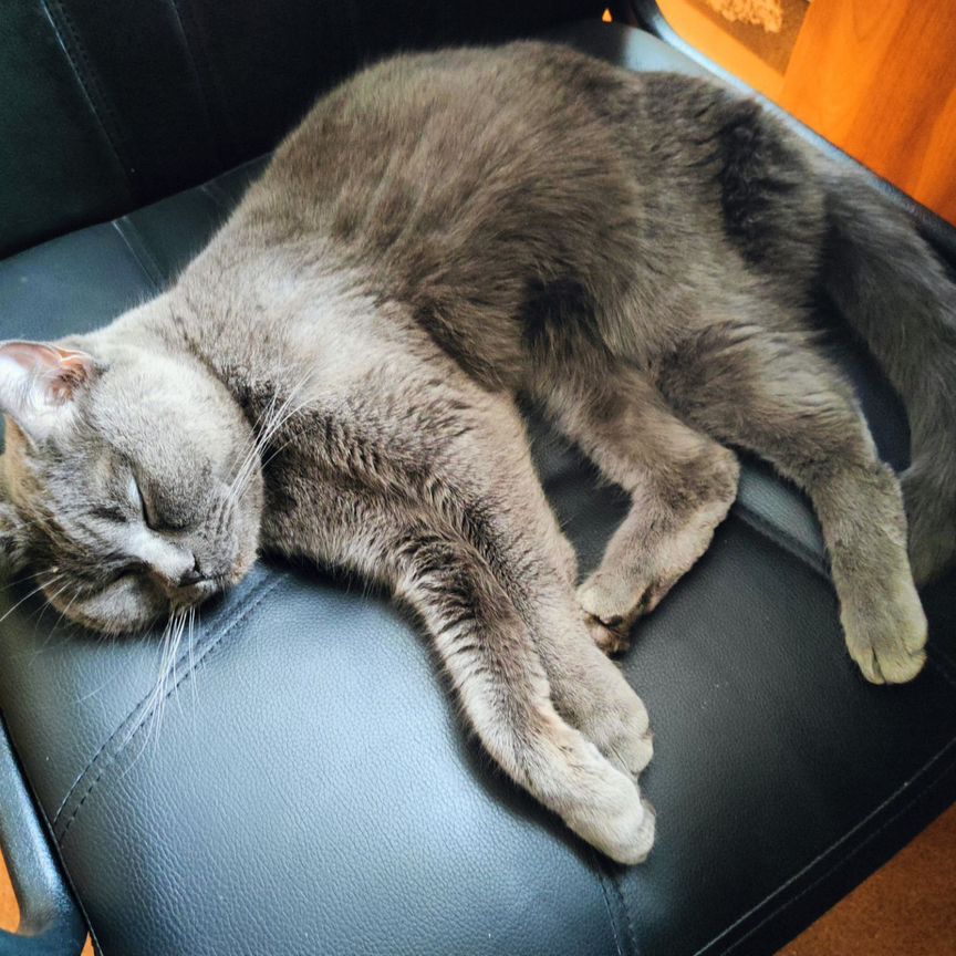 Британская кошечка