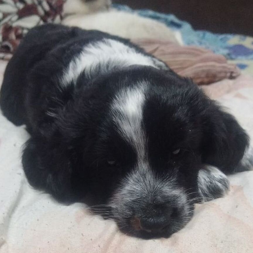 Русский охотничий спаниель, щенок