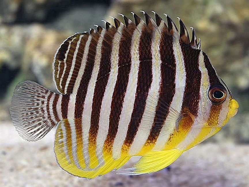 Центропиг многополосый