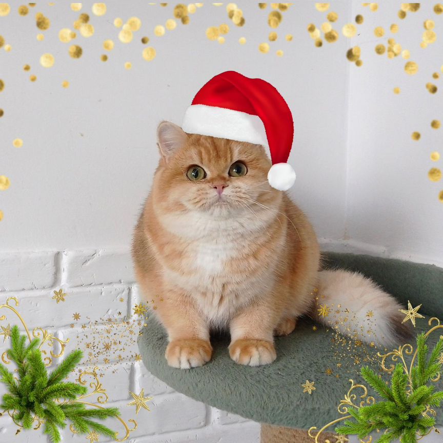 Британочка