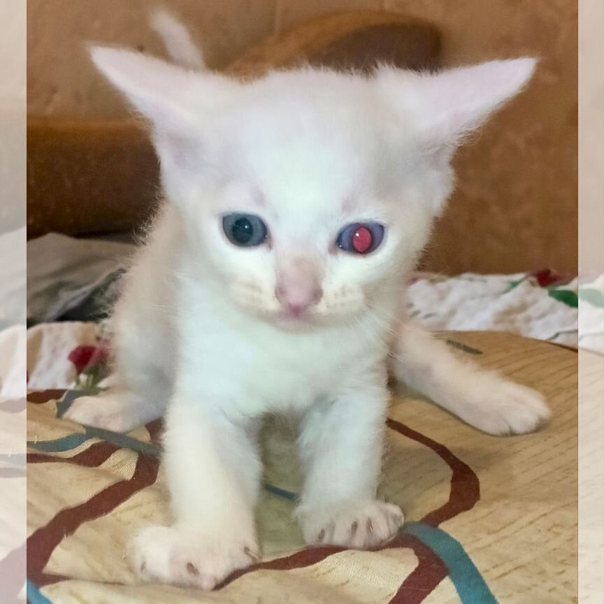 Донской сфинкс котёнок