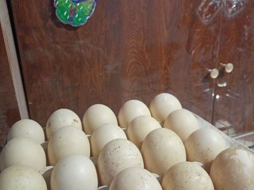 Инкубационное яйцо мускусной утки