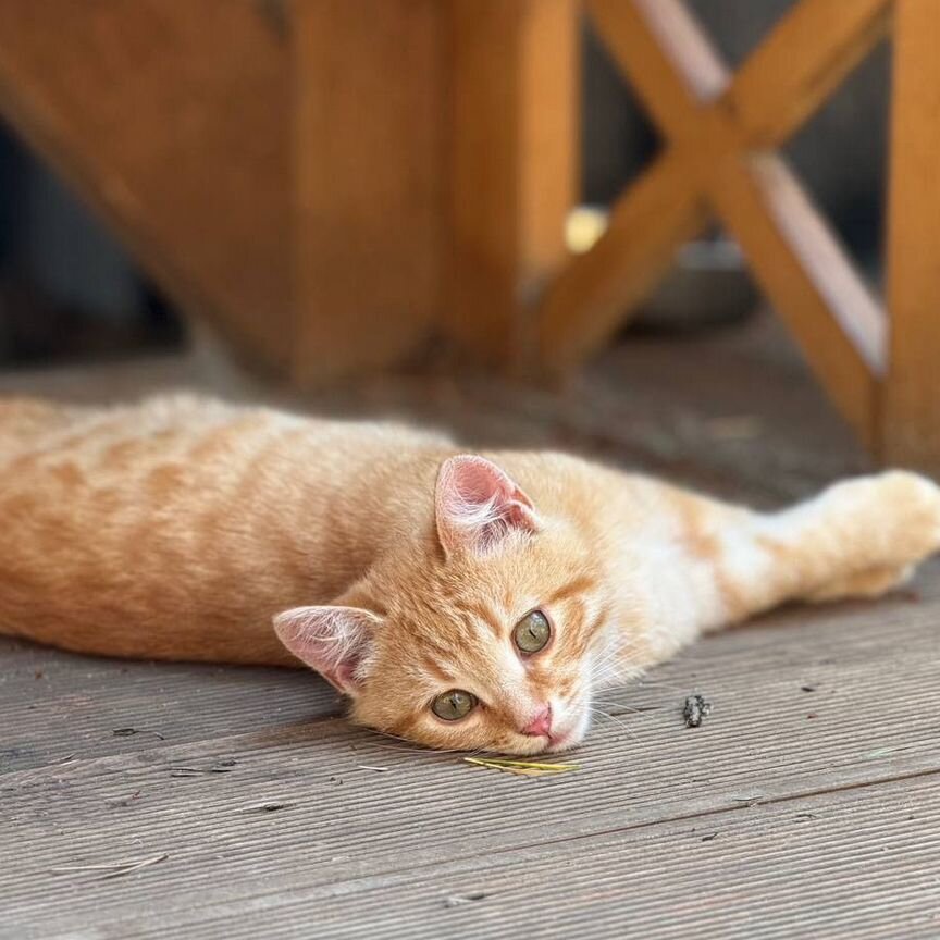 Котенок Барни 5 месяцев