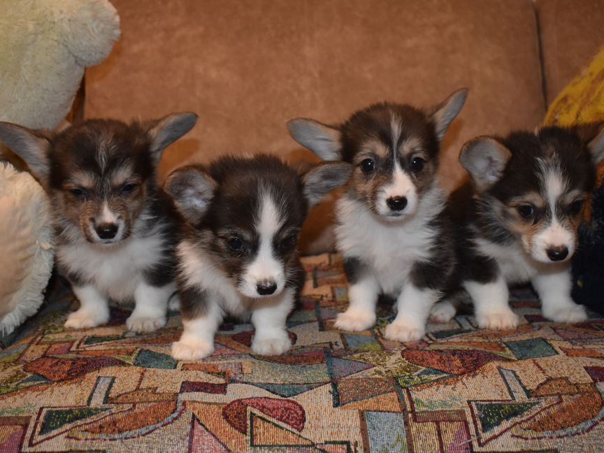 Милые коржики