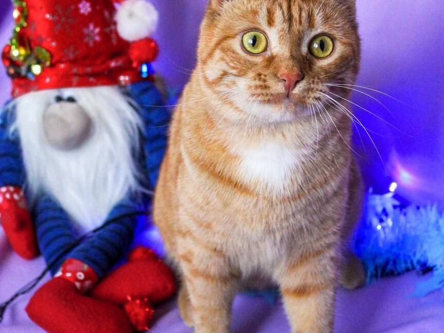 Рыжая кошка Дафна ждет хозяина