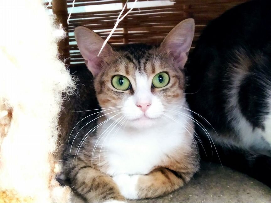 Кошка Луша